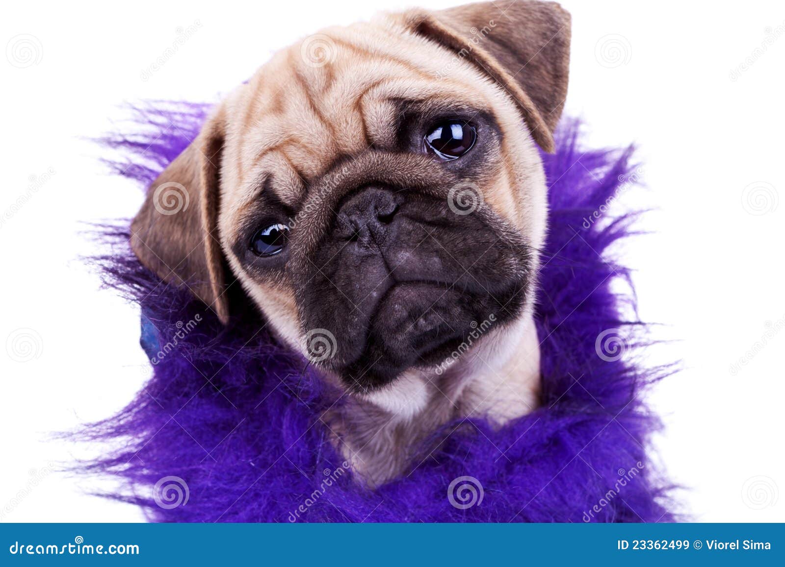 Face of a Cute Pug Puppy Dog Stock Image - Image of white, wear: 23362499