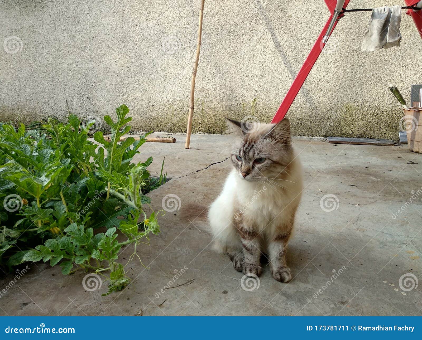 A Face of Cute and Sad Cat stock image. Image of mood - 173781711