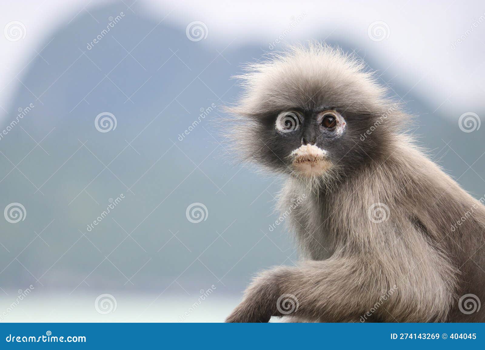 Face of a Cute Shaggy Elderly Dusky Leaf Monkey Stock Image - Image of ...