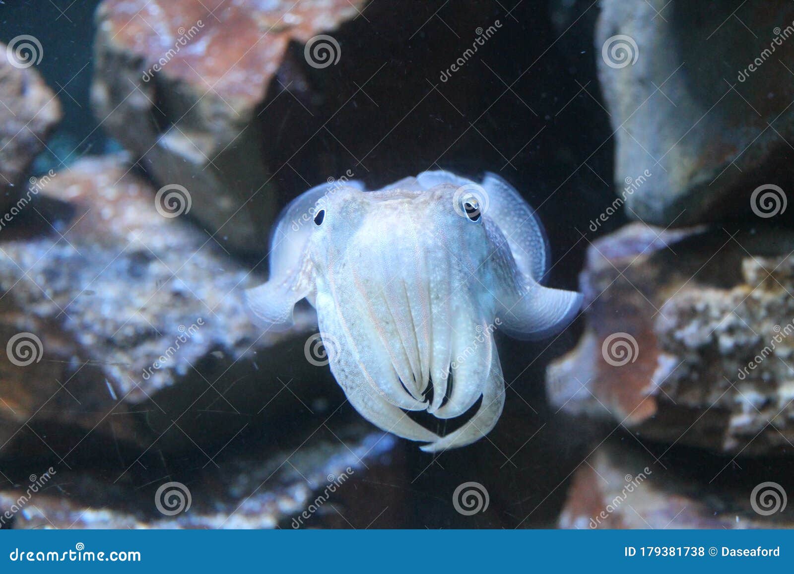 Face of a Cuttlefish. stock photo. Image of exotic, people - 179381738