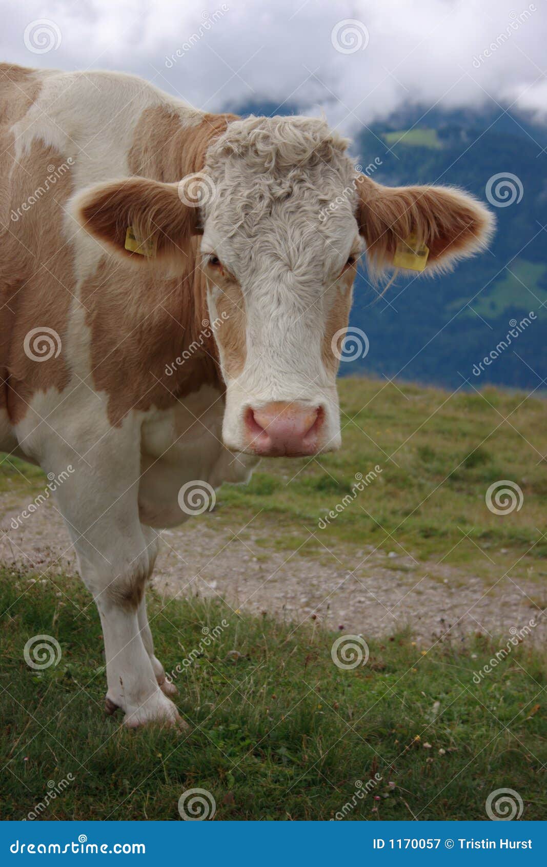 Face da vaca imagem de stock. Imagem de cara, bezerra - 1170057