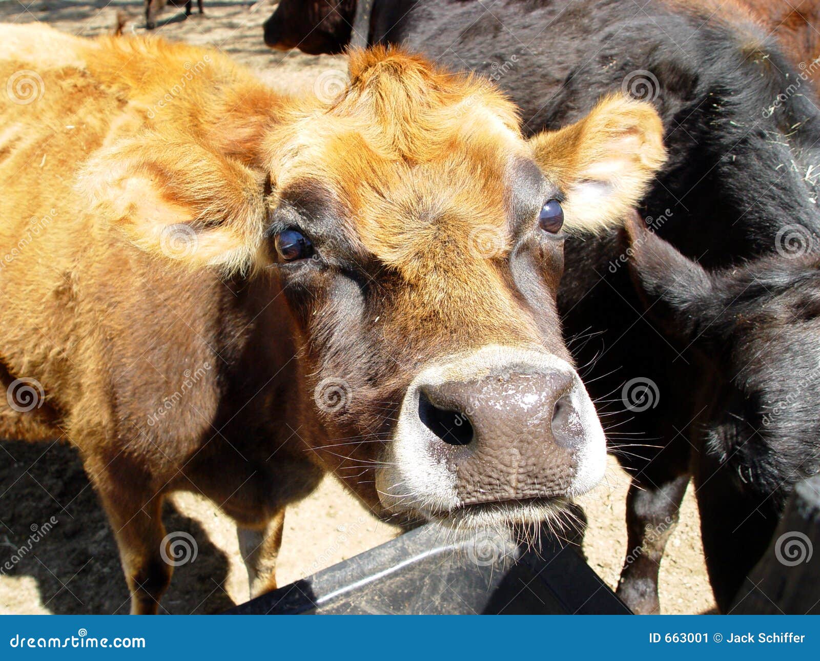 Face da vaca imagem de stock. Imagem de animais, preto - 663001