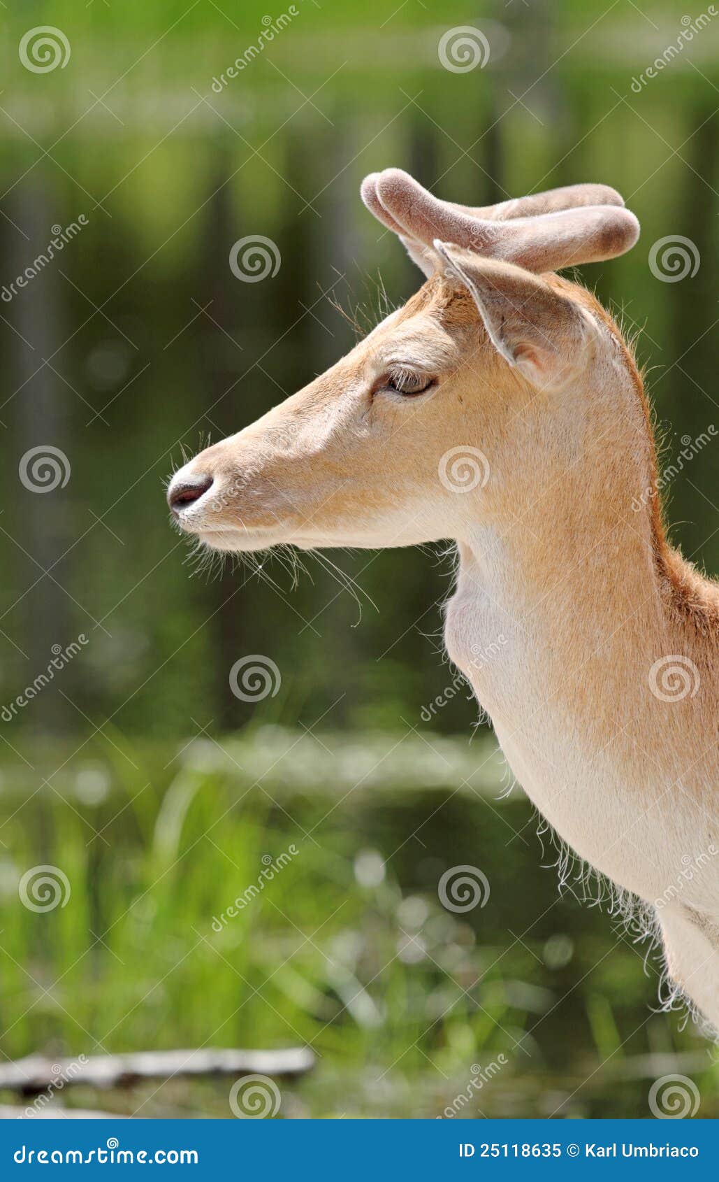 Face of deer stock image. Image of wildlife, nature, animal - 25118635