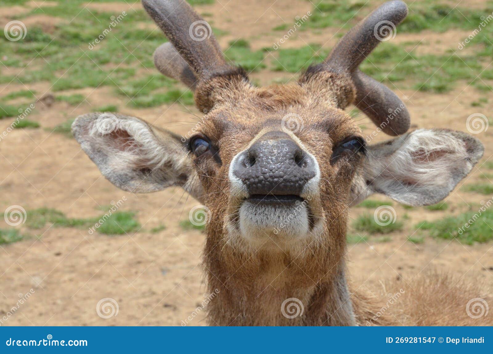 Face of a deer stock image. Image of goat, pasture, bovine - 269281547