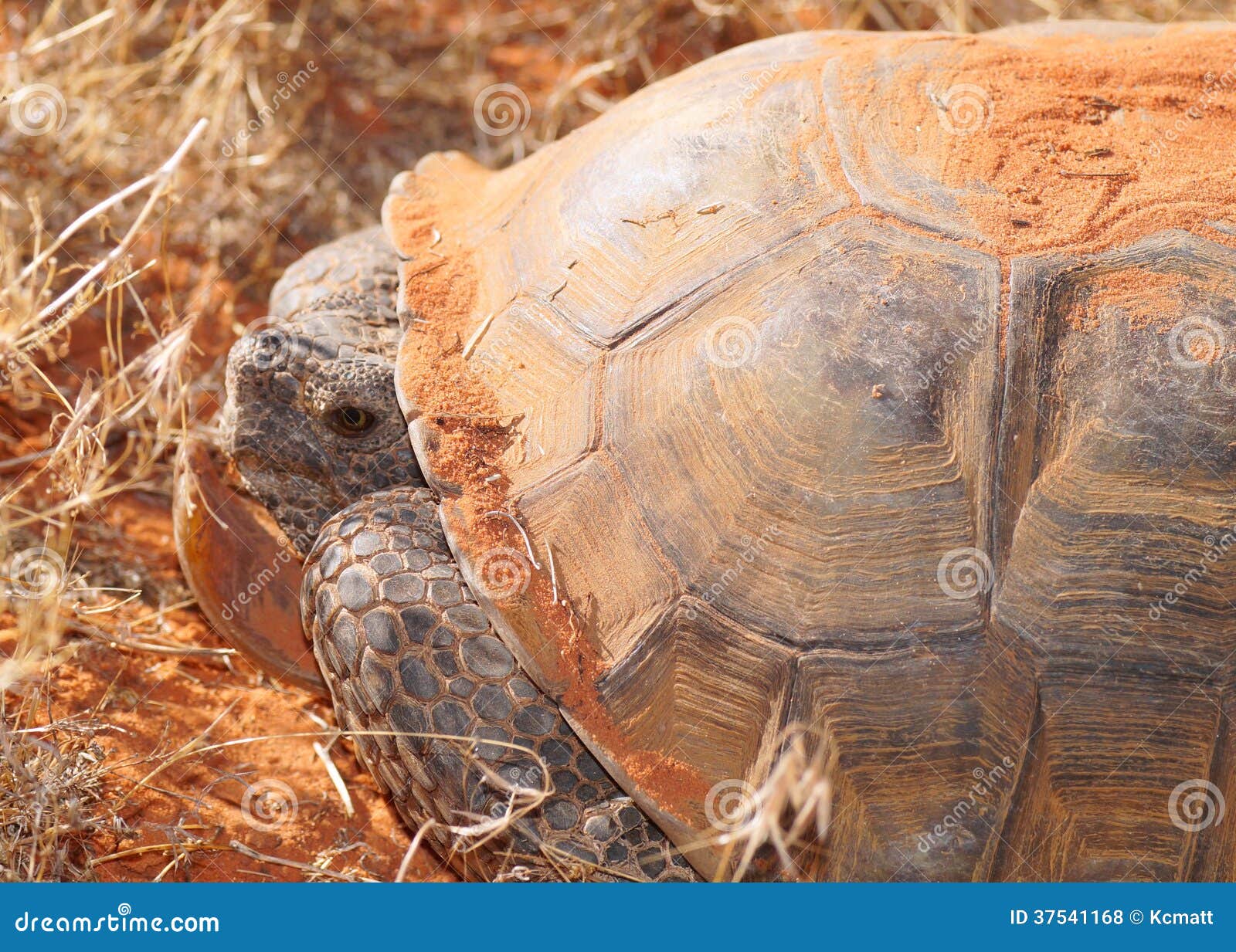 Face of a Desert Tortoise, Gopherus Agassizi Stock Photo - Image of ...