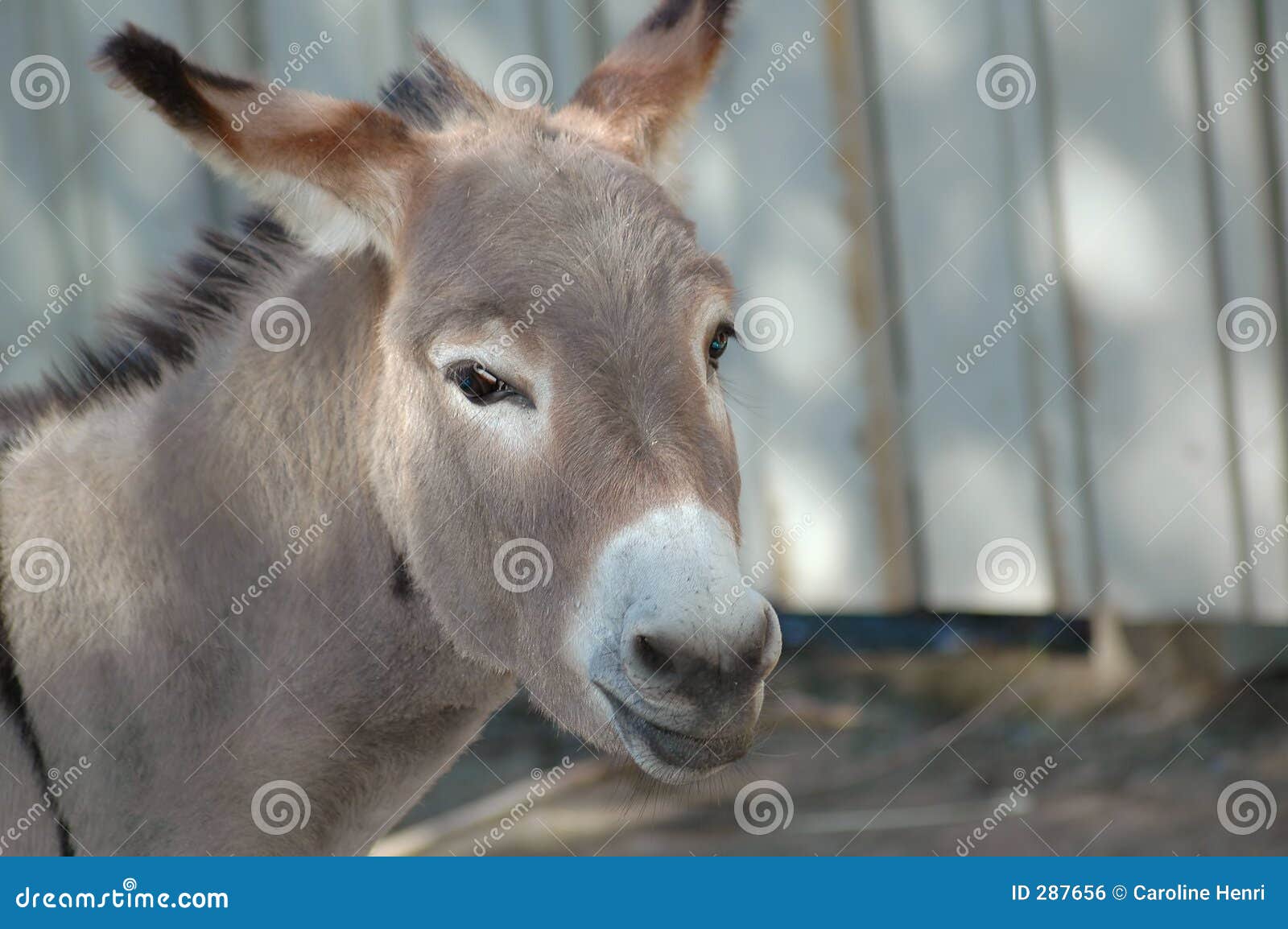 Face do asno foto de stock. Imagem de wildlife, animal - 287656