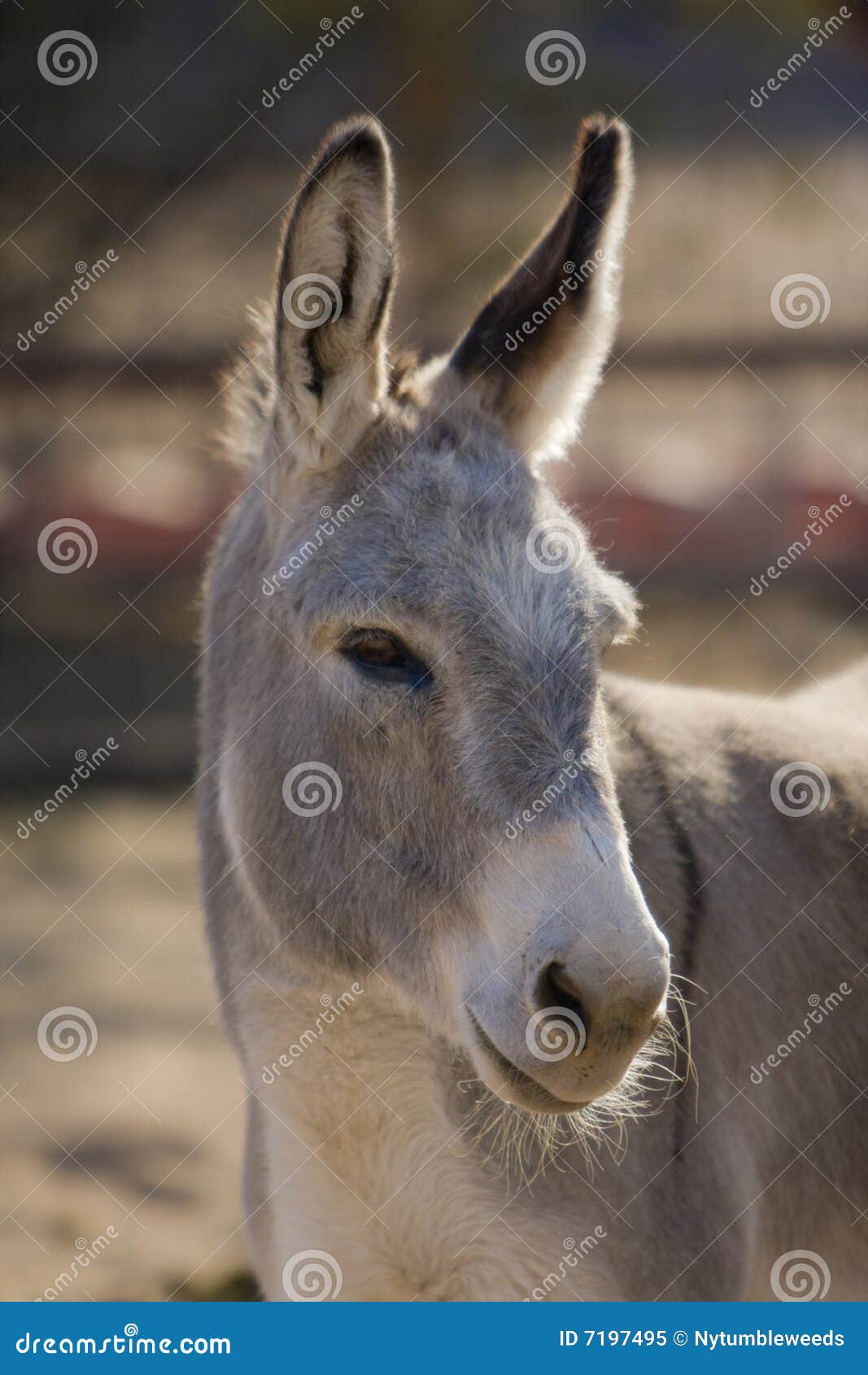 Face do asno imagem de stock. Imagem de branco, orelhas - 7197495