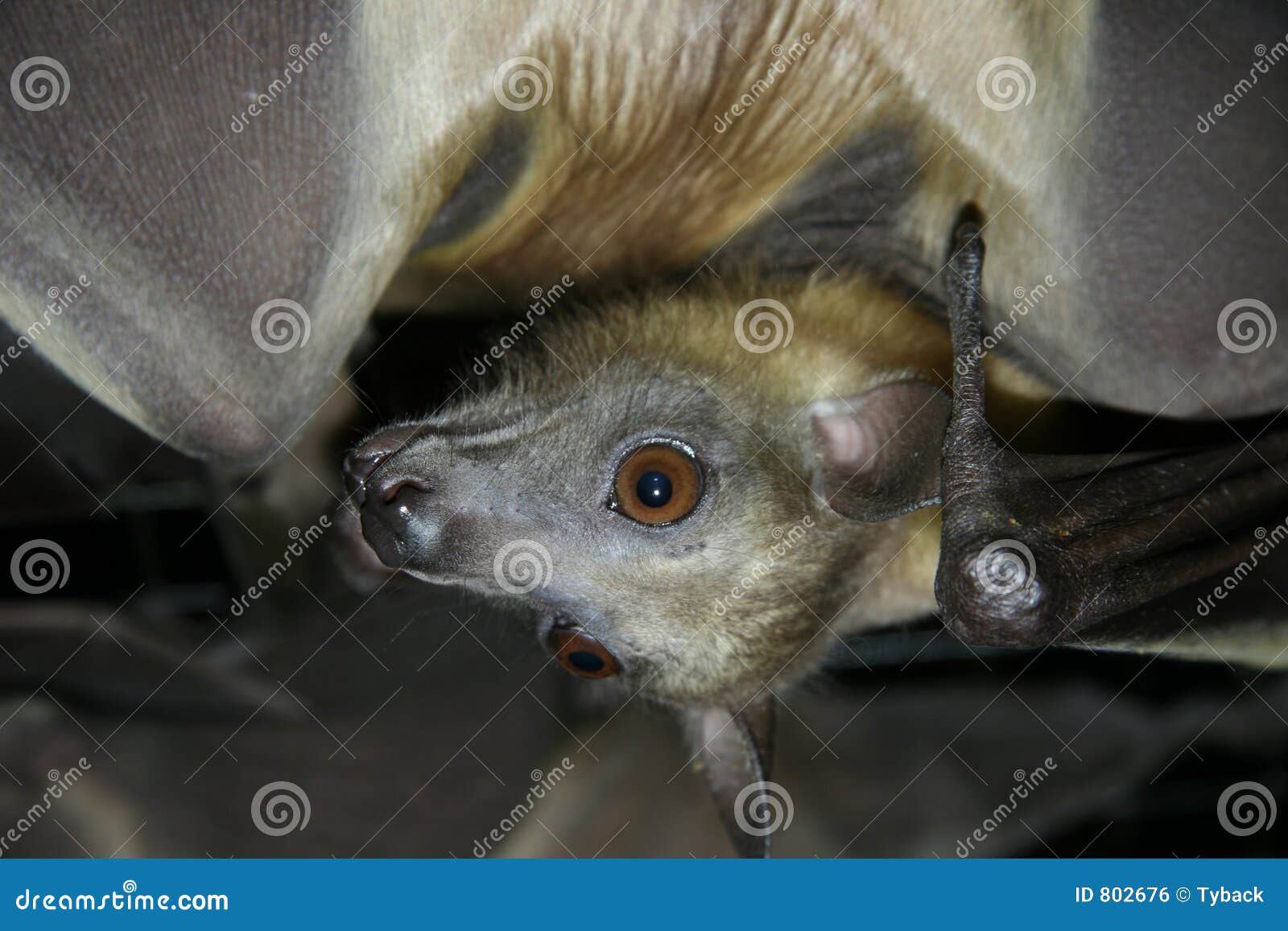 Face do bastão foto de stock. Imagem de animal, olhos, asas - 802676