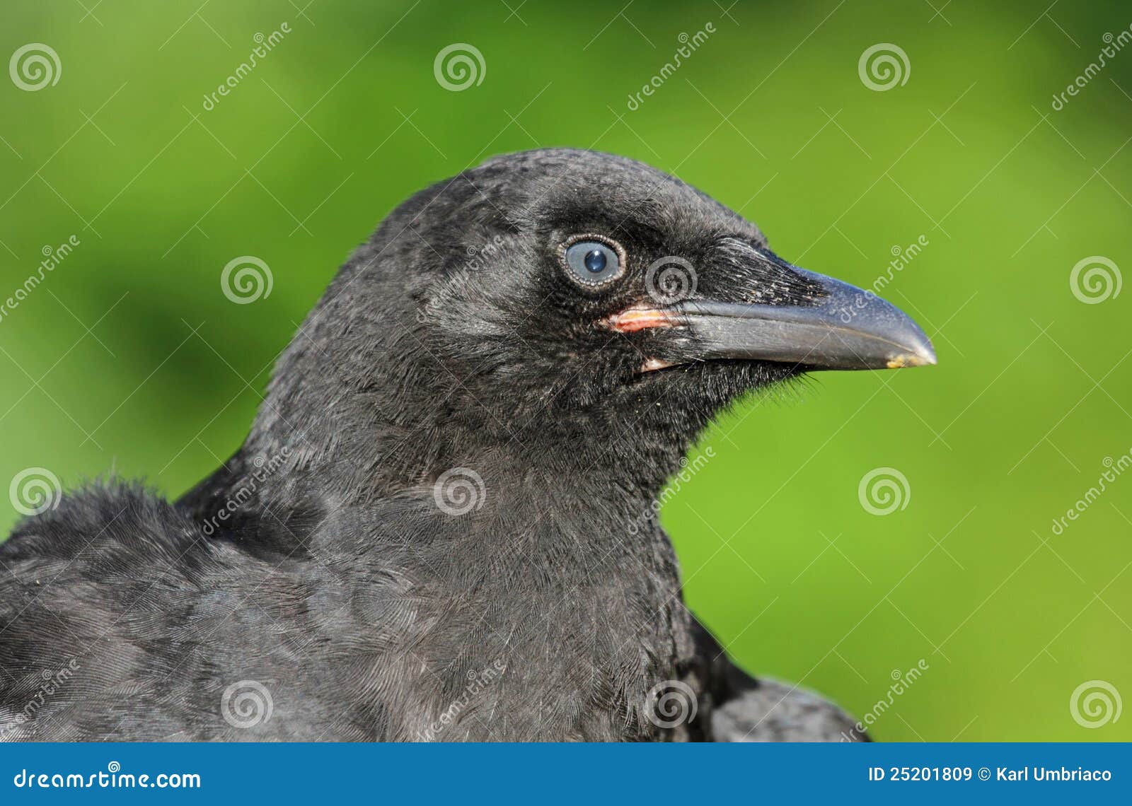 Face do corvo imagem de stock. Imagem de potência, corvo - 25201809