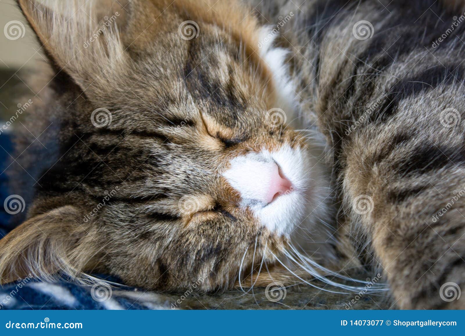 Face do gato do sono imagem de stock. Imagem de descansar - 14073077