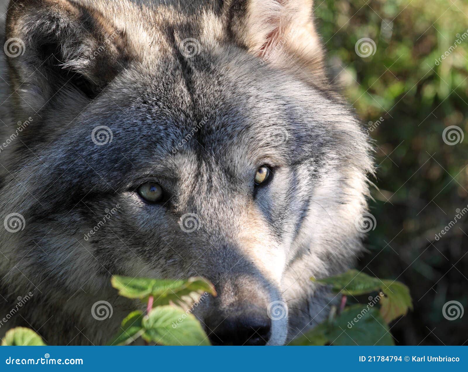 Face do lobo foto de stock. Imagem de animal, wildlife - 21784794