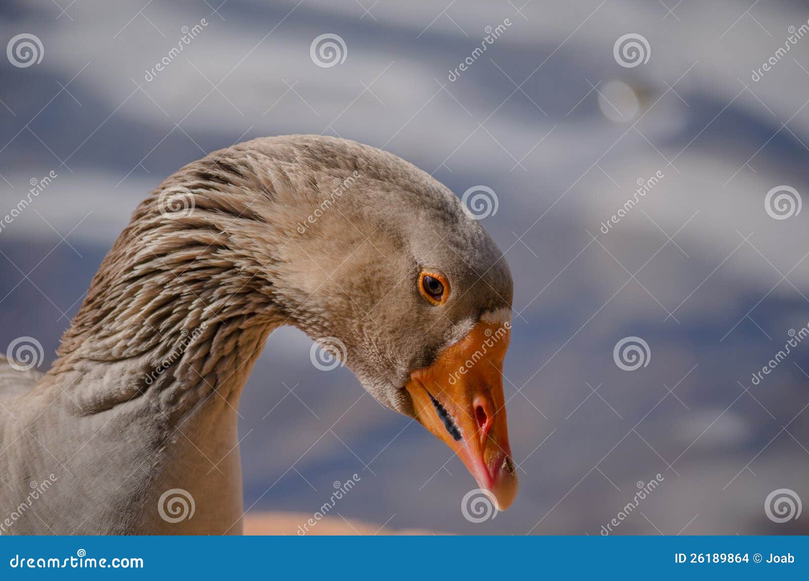 Face do pato foto de stock. Imagem de exterior, doméstico - 26189864