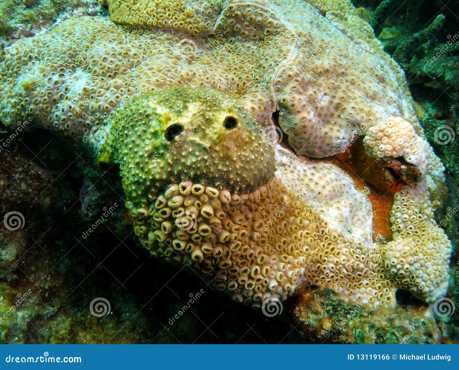 Face do recife coral foto de stock. Imagem de recife - 13119166