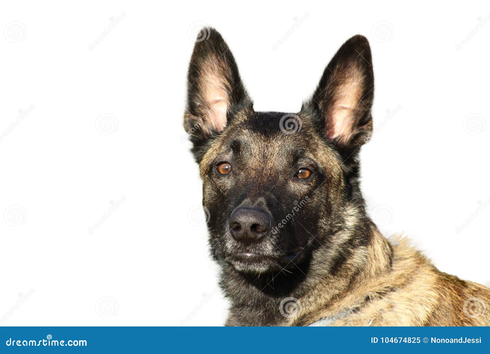 Face of Dog Belgian Shepherd Malinois with Attentive Look on White ...