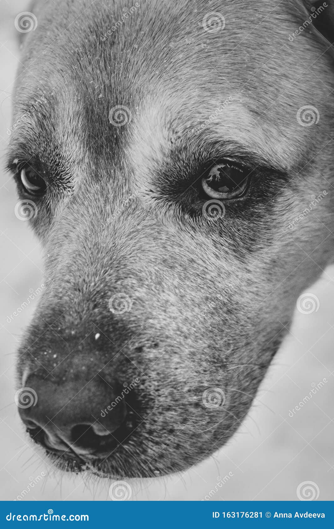 Face of a Dog Labrador Retriever Close Up Stock Image - Image of ...
