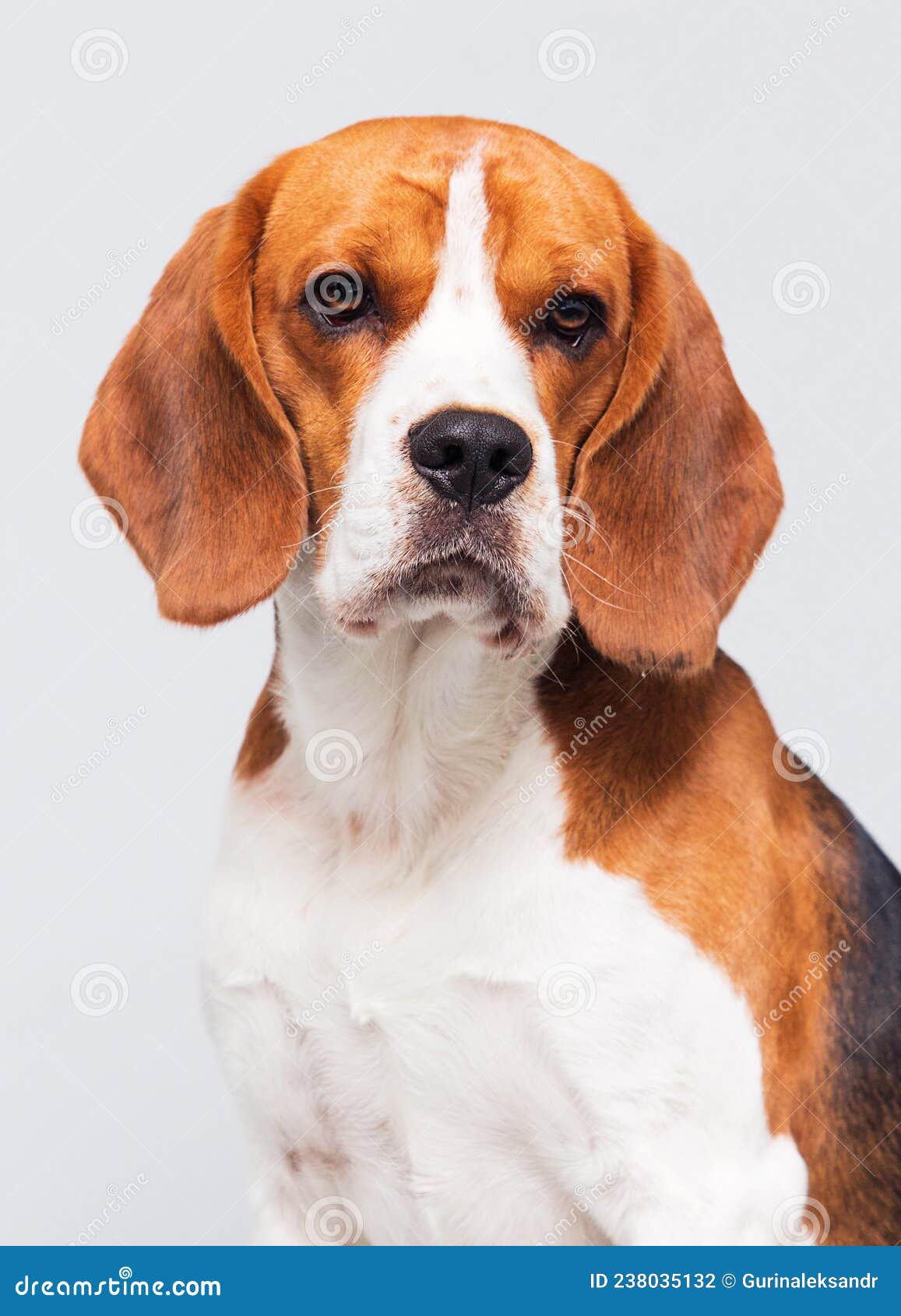 Face Dog Looking Beagle Breed Stock Photo - Image of beautiful ...