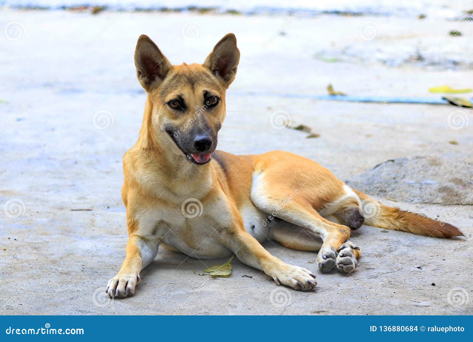 The Face of the Dog that is Staring Stock Photo - Image of lovely ...