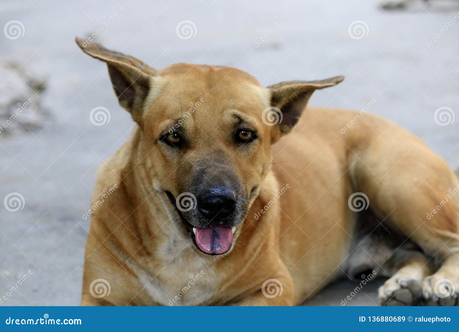 The Face of the Dog that is Staring Stock Image - Image of beautiful ...
