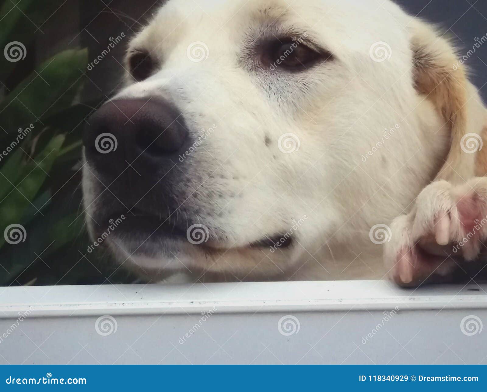 Face of a dog stock image. Image of face, light, copy - 118340929