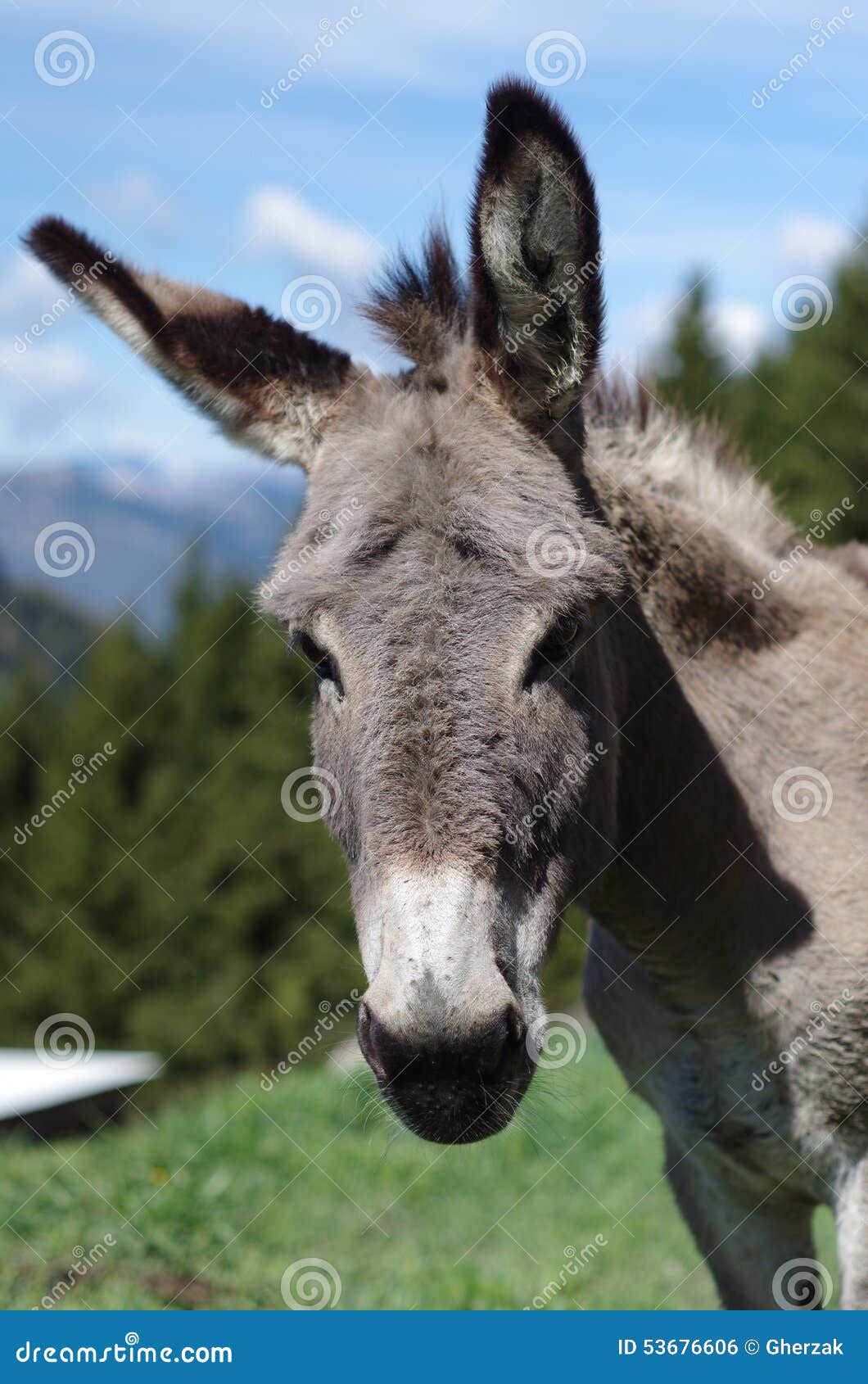 Face of donkey stock photo. Image of creature, cute, domestic - 53676606