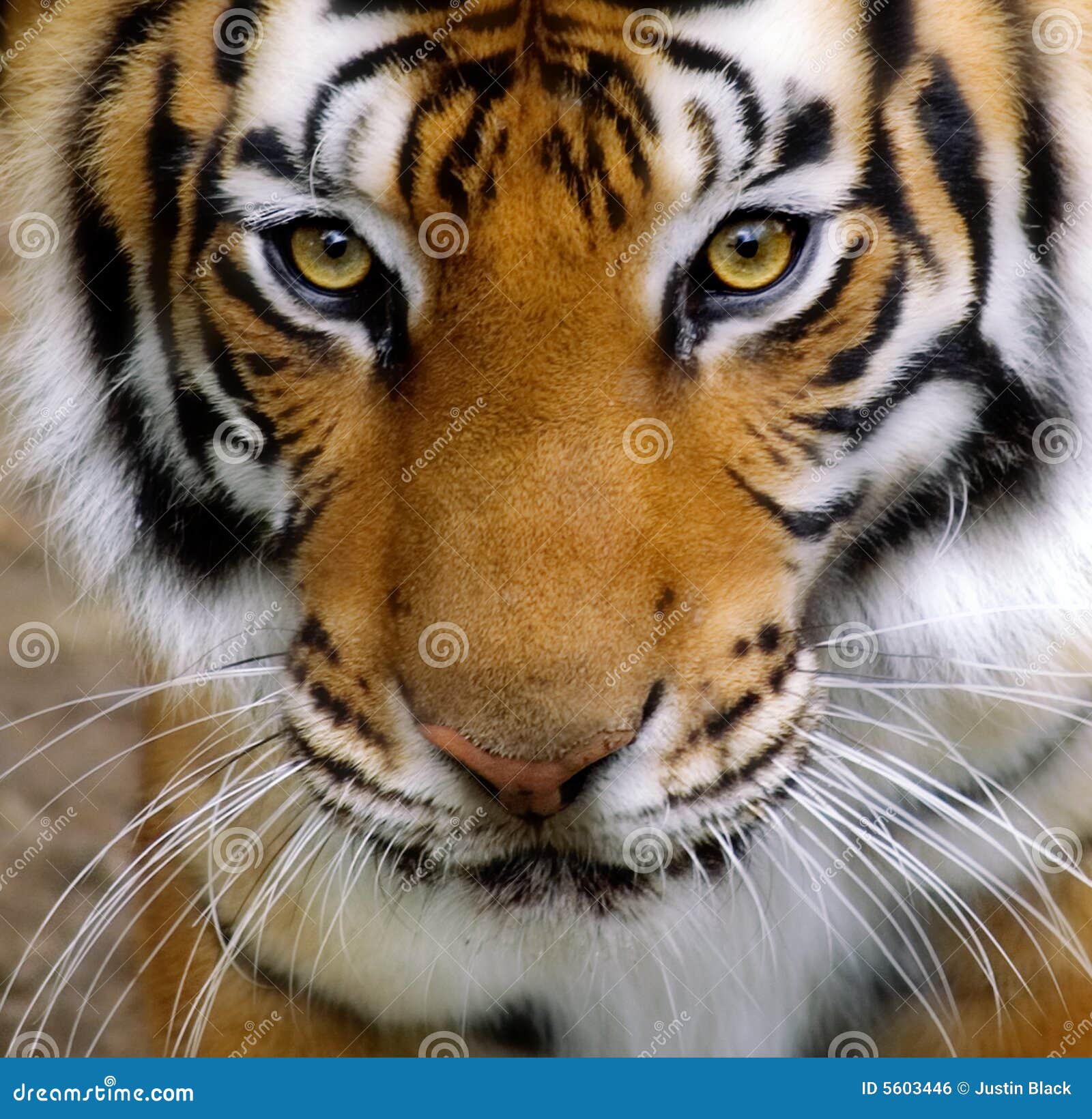 Face dos tigres. foto de stock. Imagem de feroz, beleza - 5603446