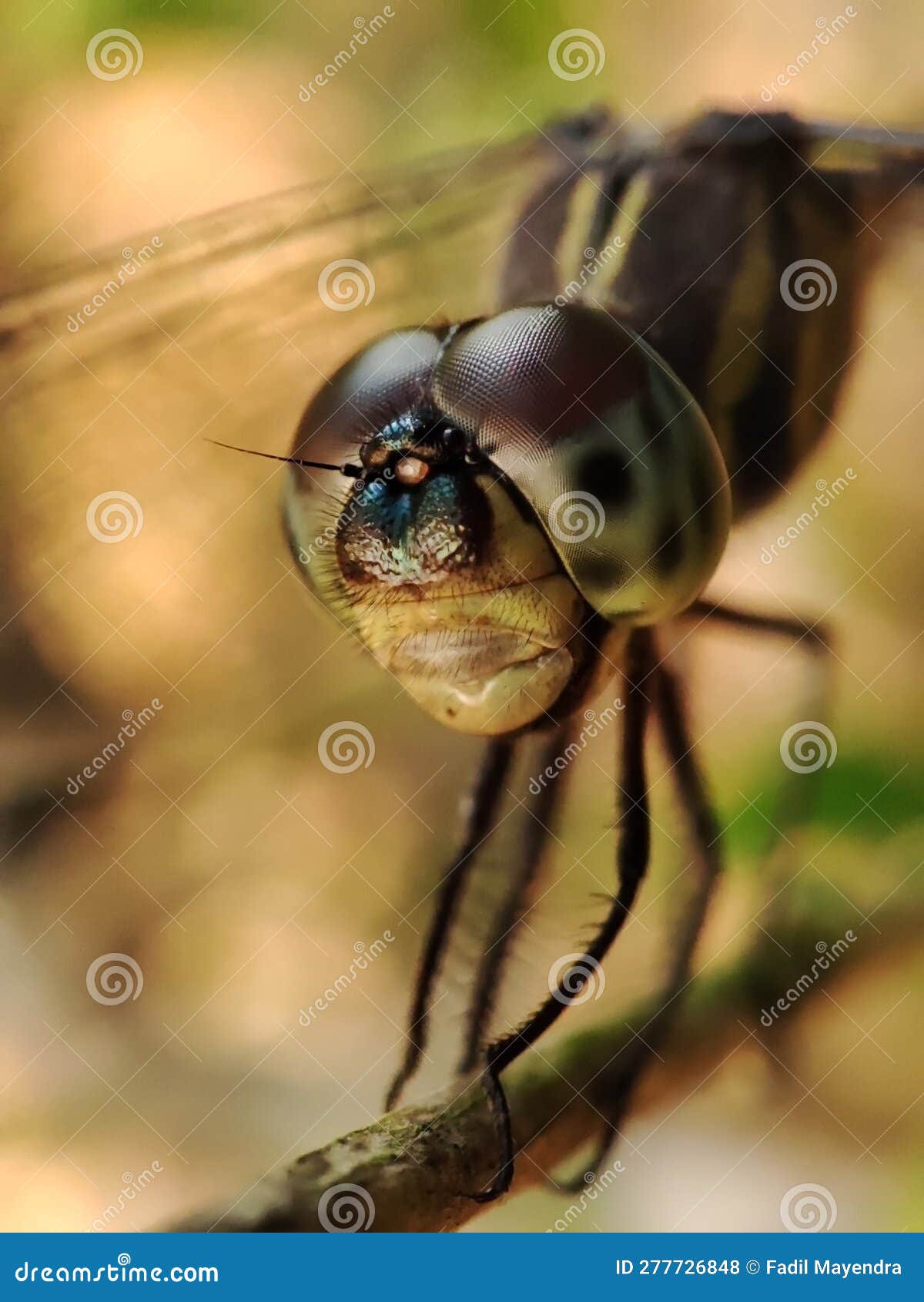 The FACE of a DRAGONFLY from CLOSE Stock Photo - Image of face ...