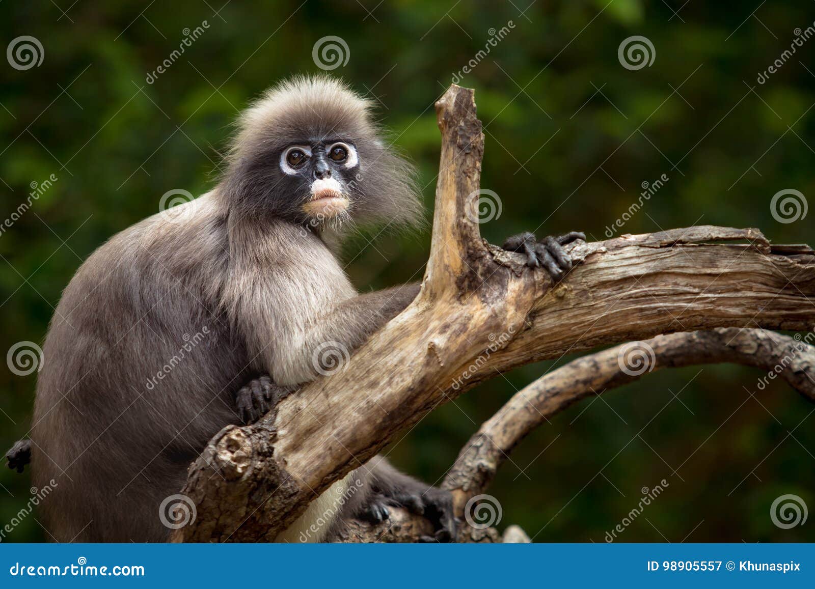 Face of Dusky Leaf Monkey in Wilderness Stock Image - Image of branch ...
