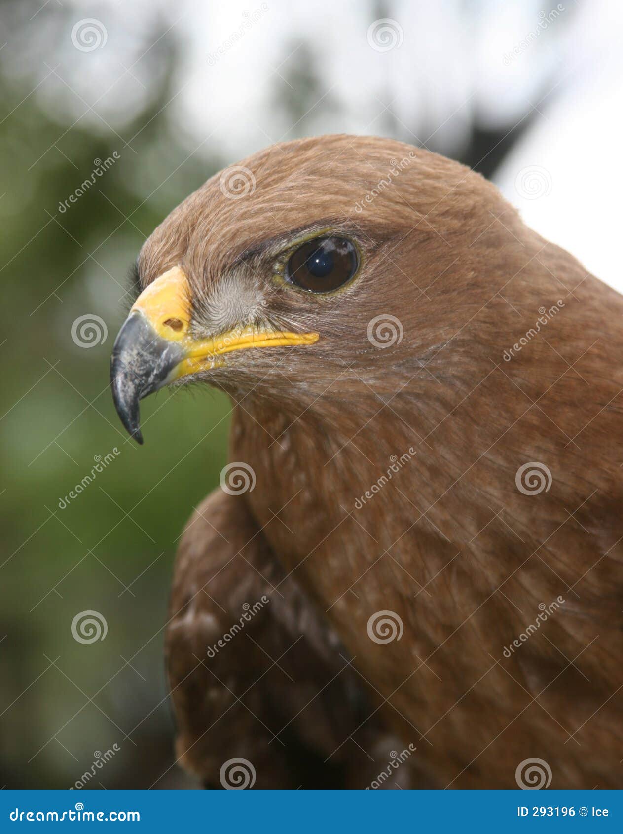 Face of an Eagle stock photo. Image of animal, flight, watch - 293196