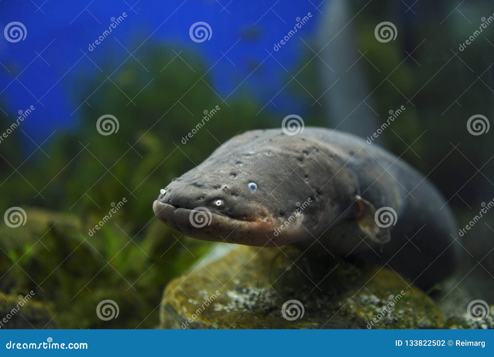 Face of an Electric Eel Which is Not an Eel but an Air Breathing Stock ...