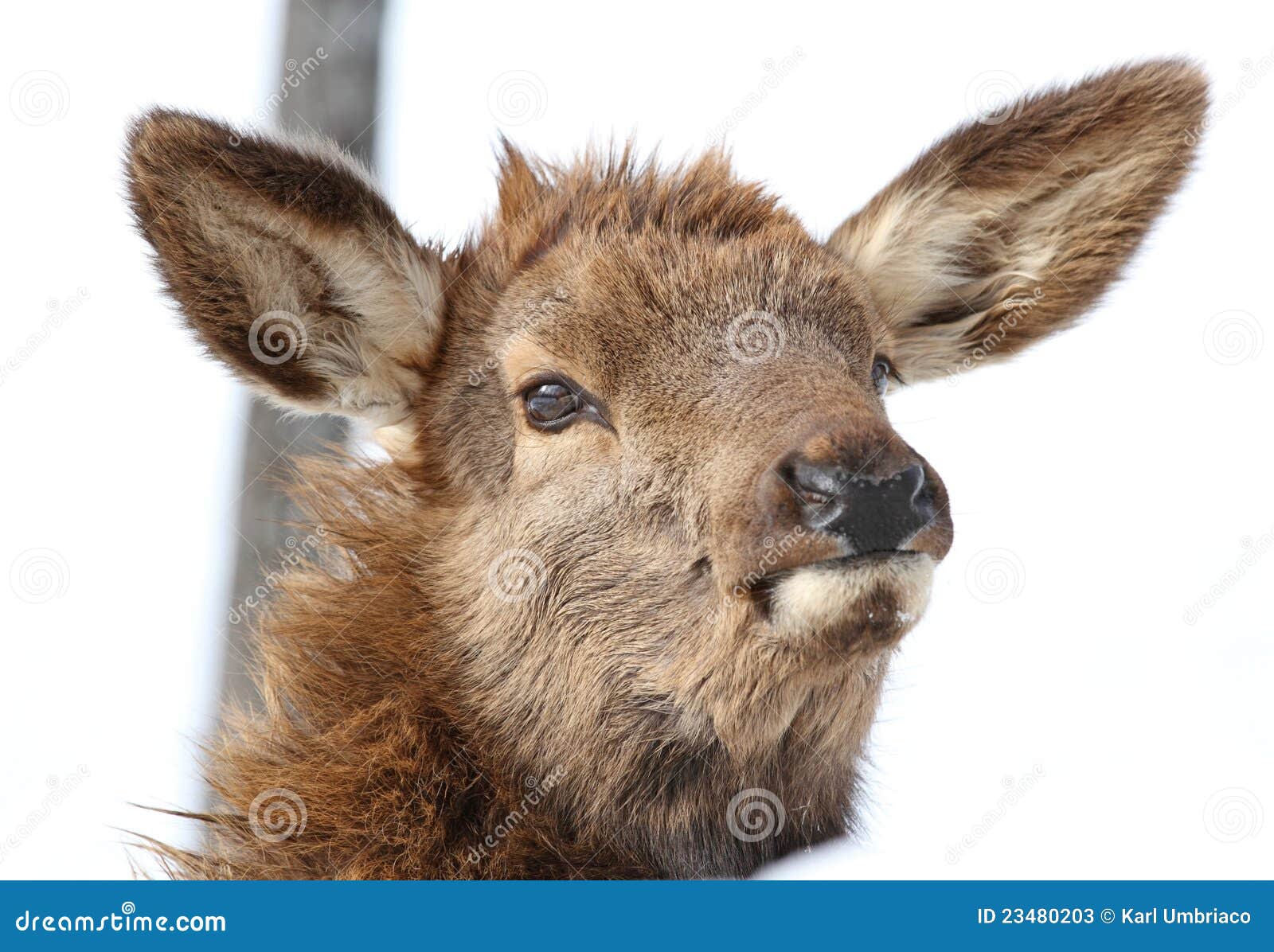 Face of elk stock image. Image of nature, purity, beauty - 23480203
