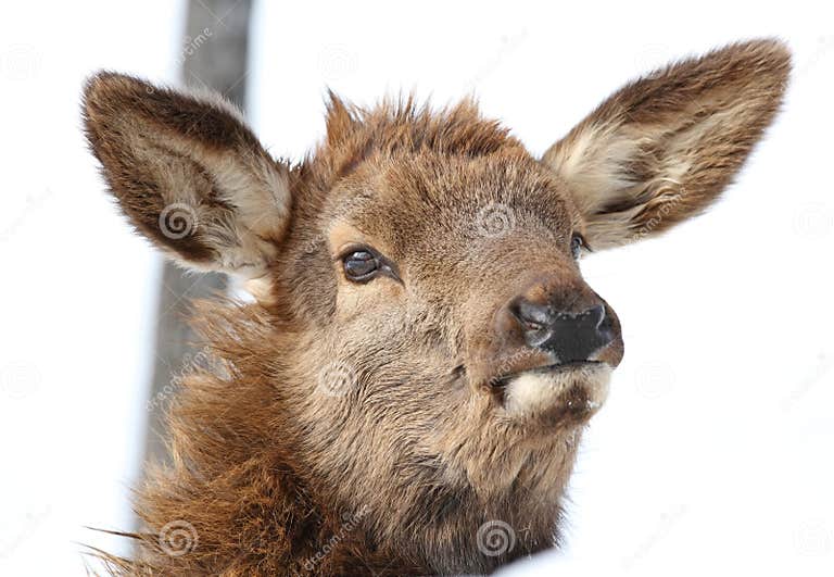 Face of elk stock image. Image of nature, purity, beauty - 23480203
