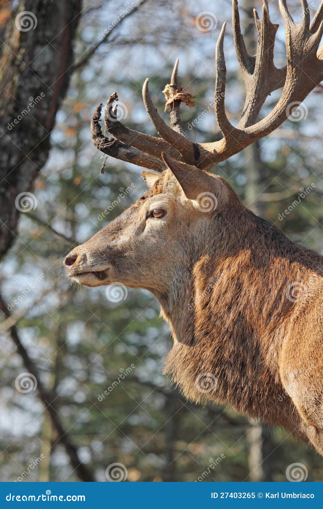 Face of elk stock image. Image of mammal, wildlife, male - 27403265