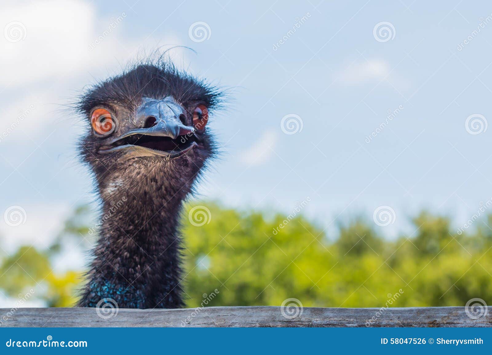 Face of emu frontal view stock photo. Image of dromalus - 58047526