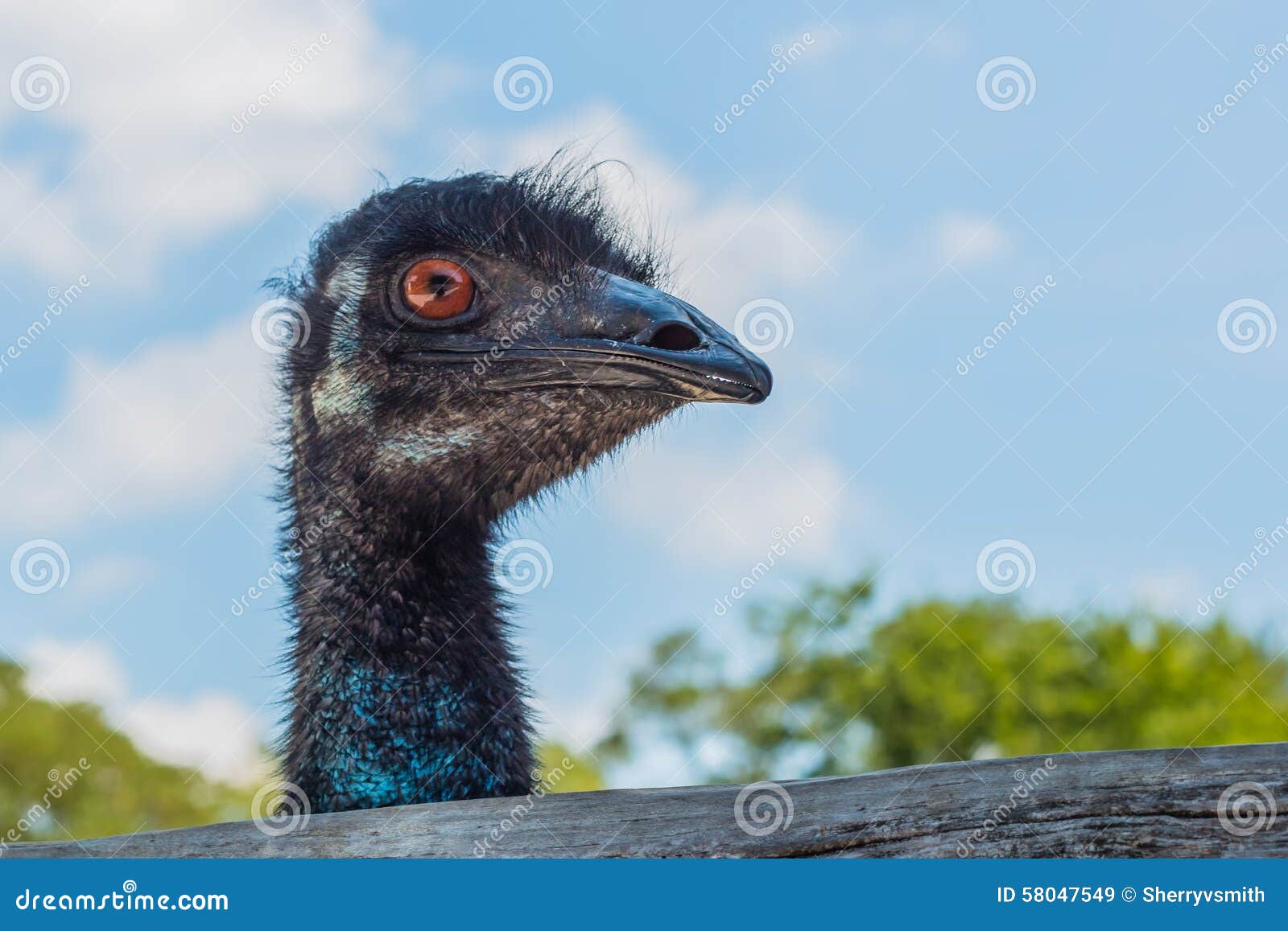Face of Emu Right Side Angle Stock Image - Image of curious, wild: 58047549