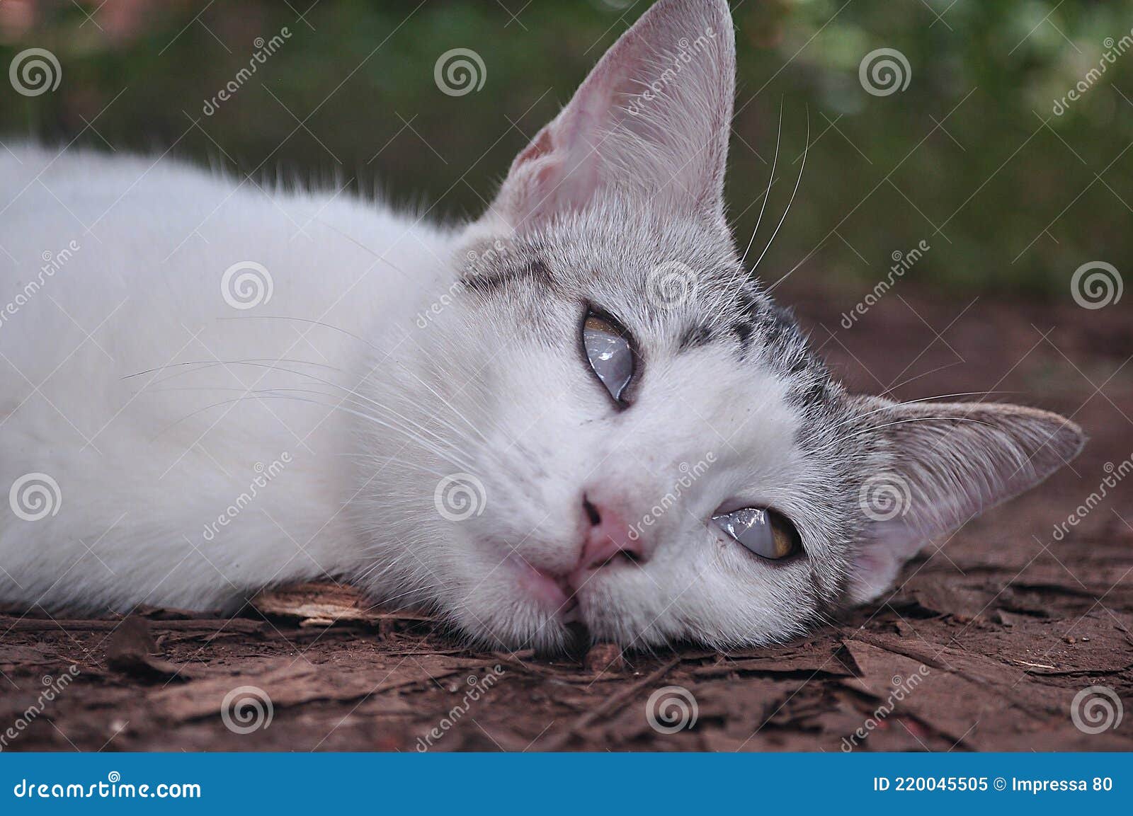 The Face of an Exhausted Cat Stock Image - Image of sleeping, whiskers ...