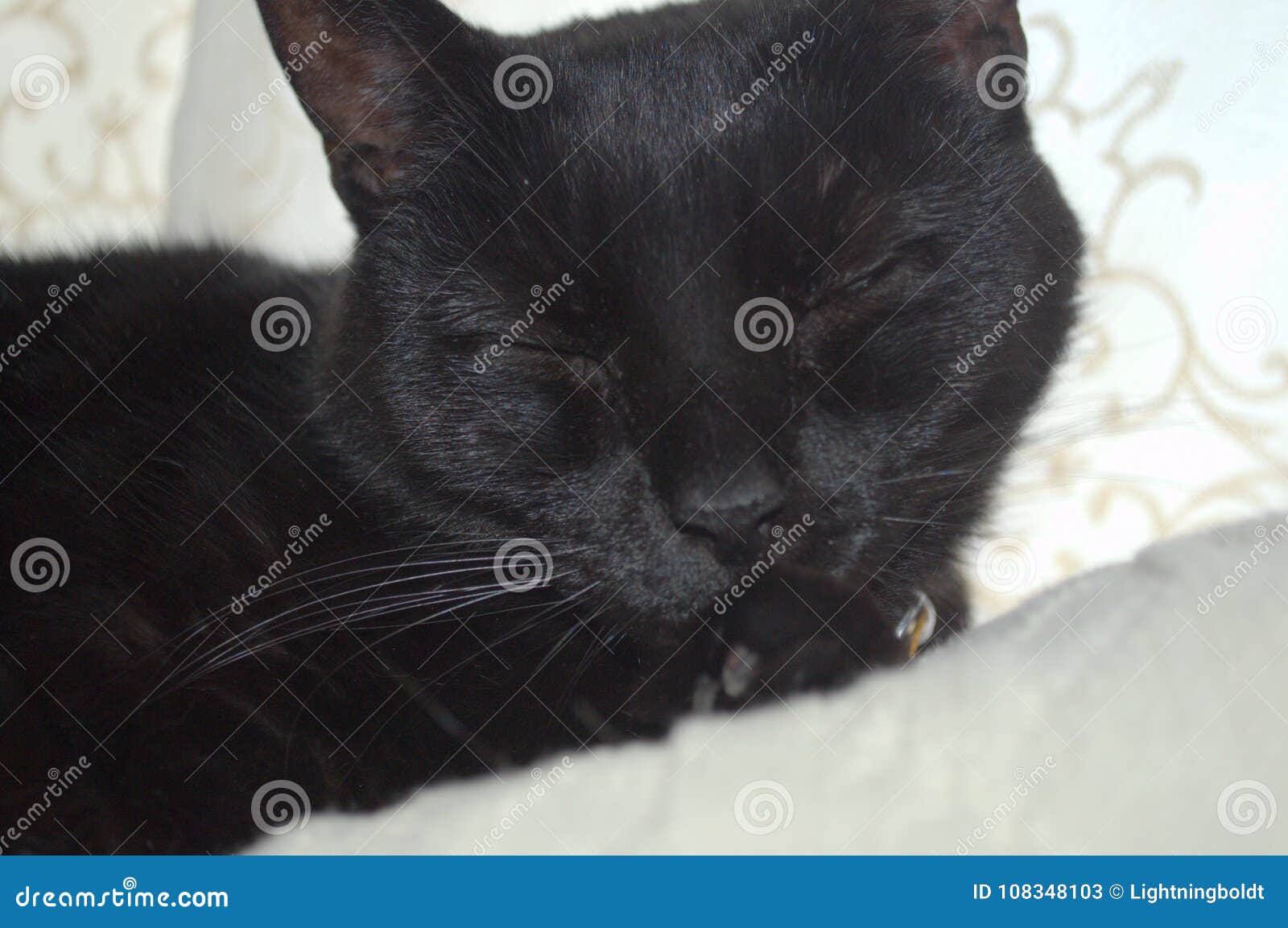 The Face of an Expressive Black Cat Stock Image - Image of member ...