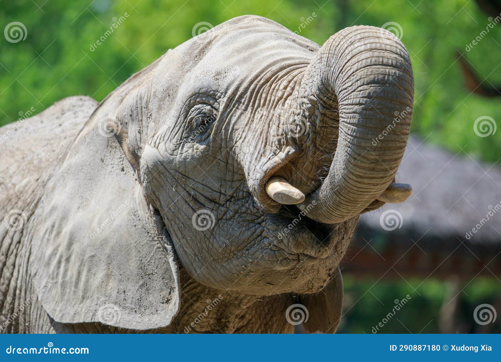 Elephant head stock photo. Image of battle, ivory, ebur - 290887180