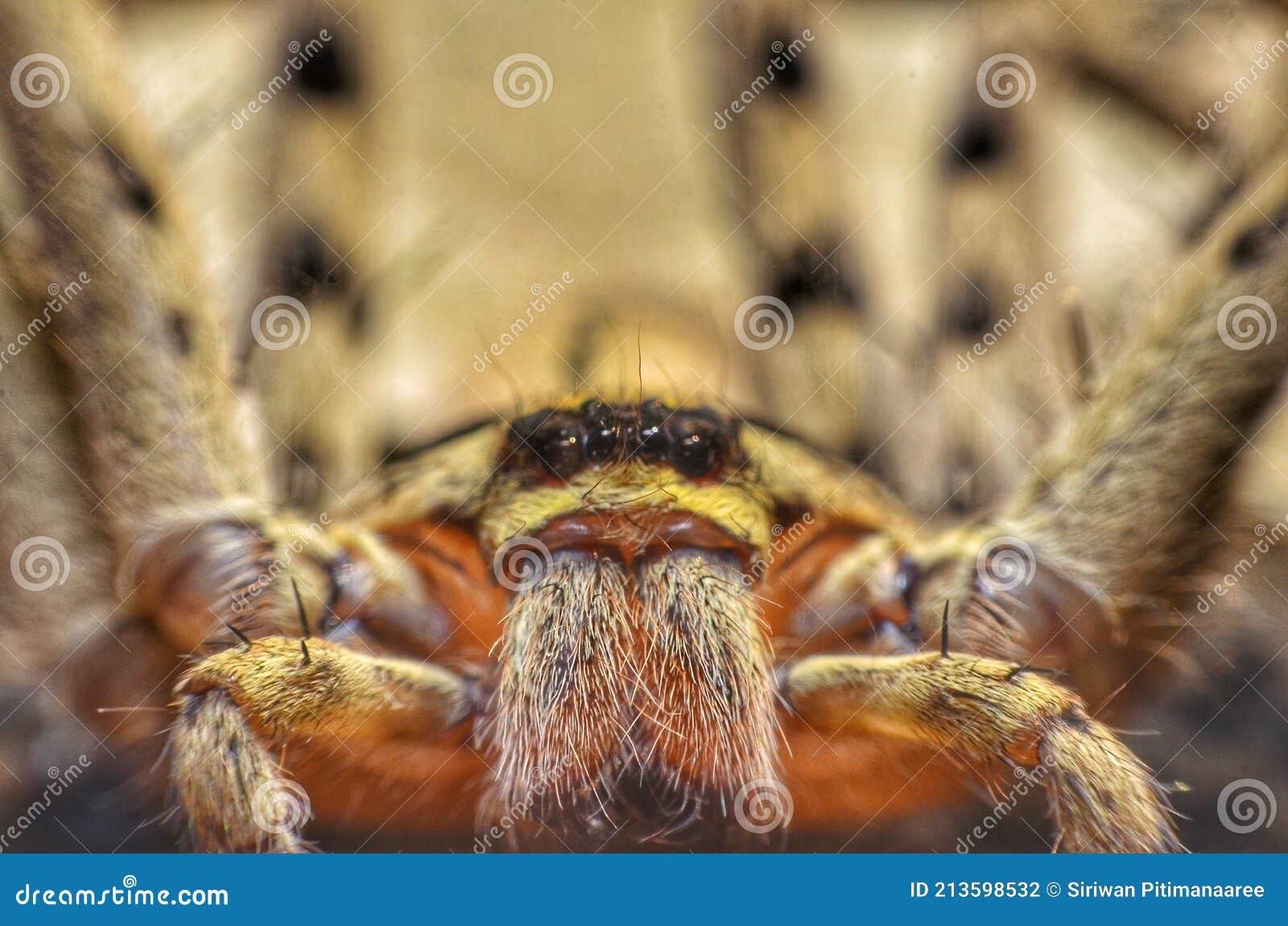 Face and Eyes of Huntsman Spider Stock Photo - Image of huntsman ...
