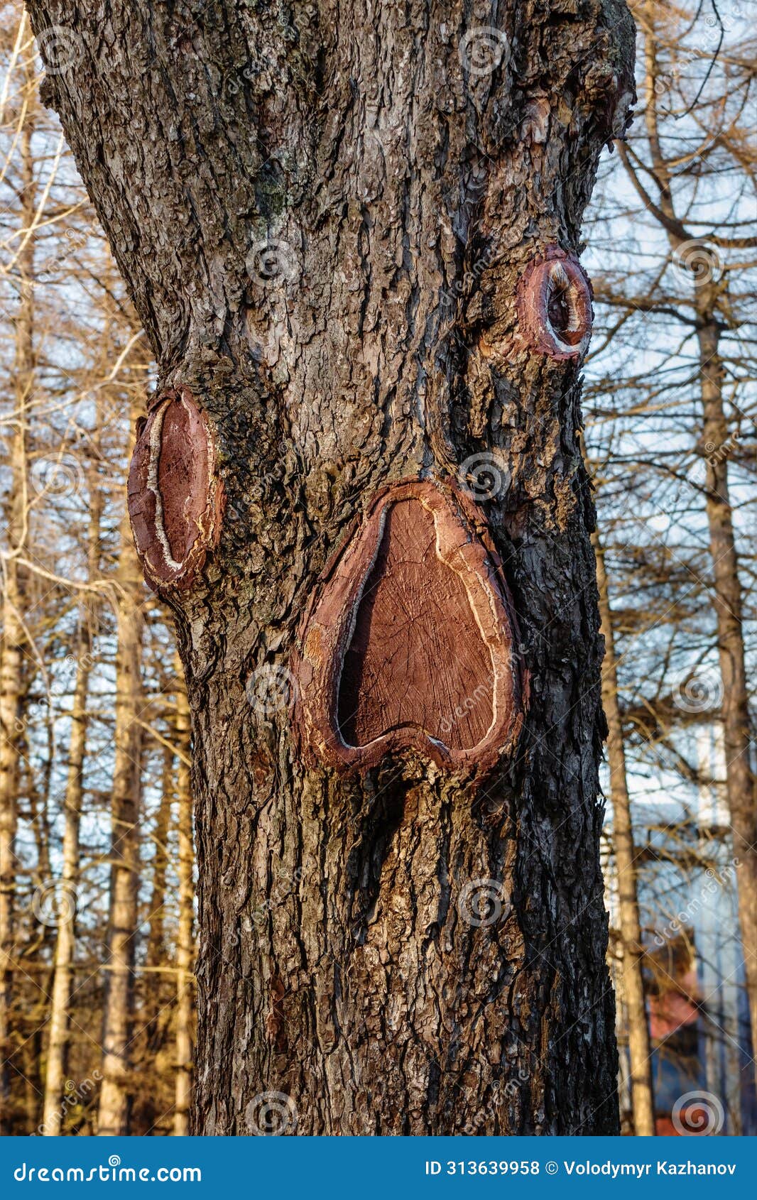 Face with Eyes and Mouth on a Tree - Pareidolia is a Type of Apophenia ...