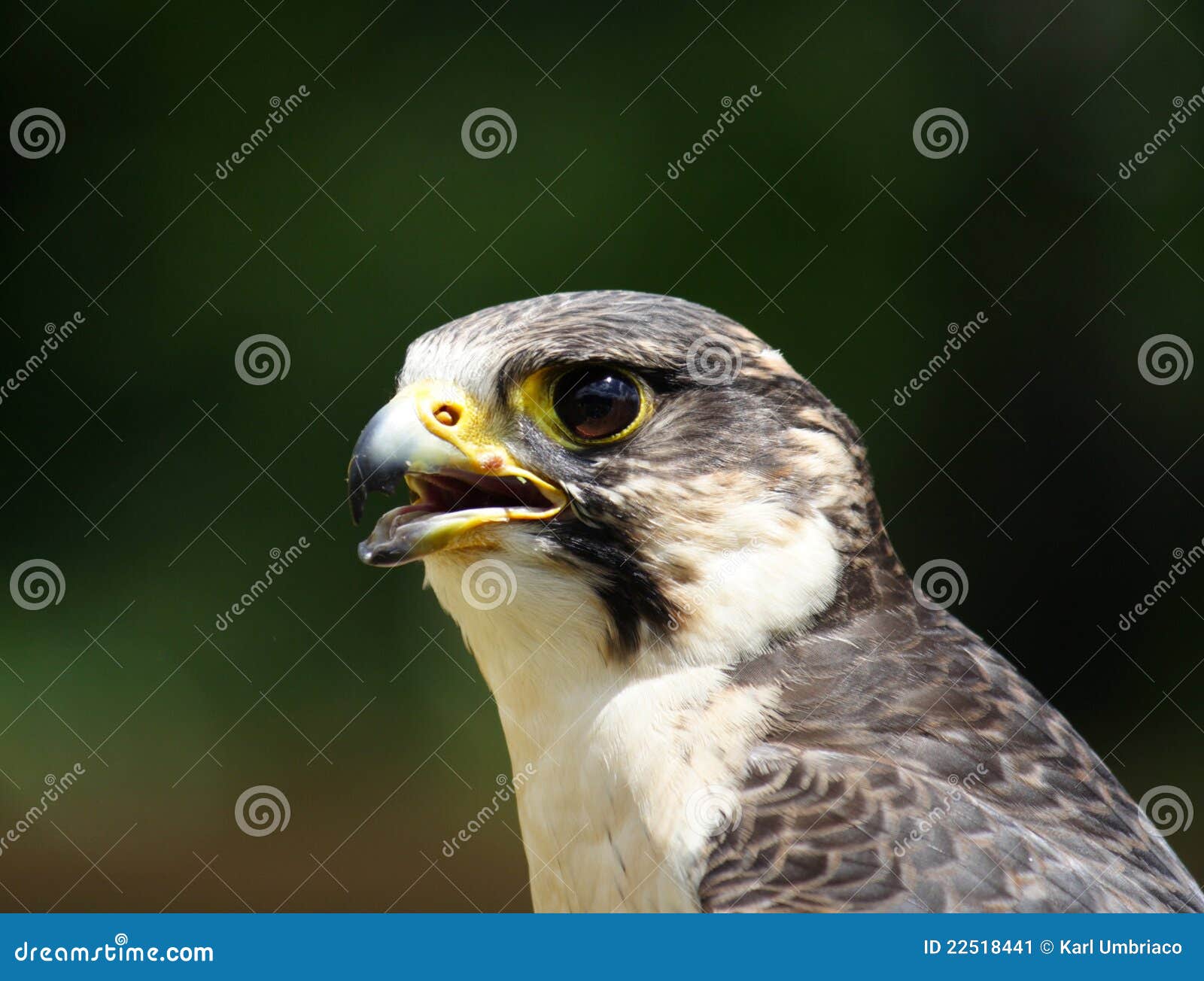Face of falcon stock image. Image of purity, nature, power - 22518441