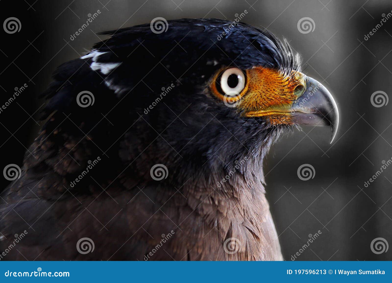 The Face of a Ferocious Crested Serpent Eagle Spilornis Cheela. Stock ...
