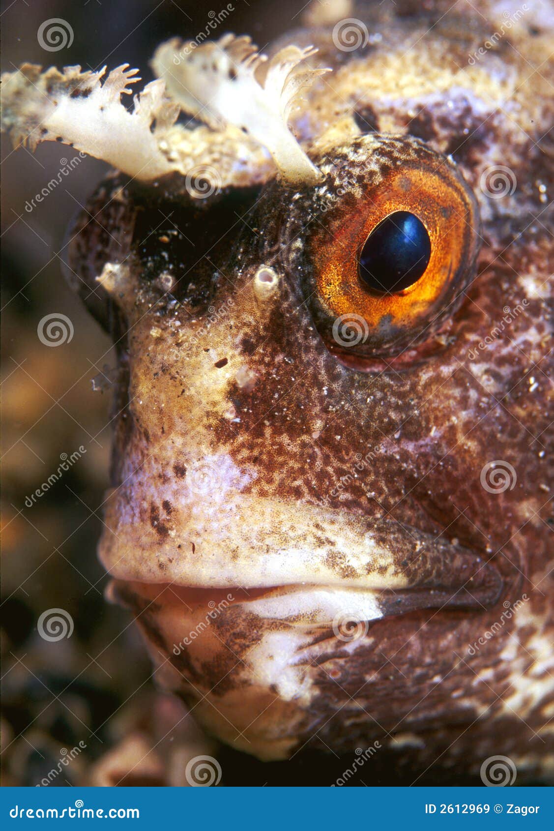 Face fish stock image. Image of face, curious, little - 2612969