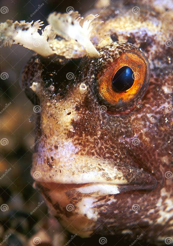 Face fish stock image. Image of face, curious, little - 2612969