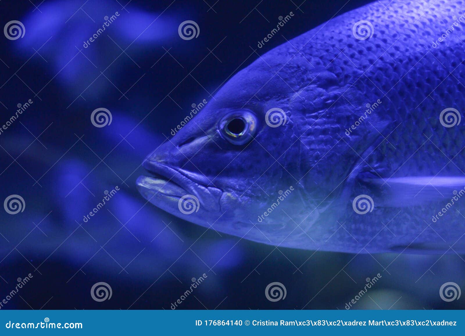 Face of a fish underwater stock photo. Image of background - 176864140