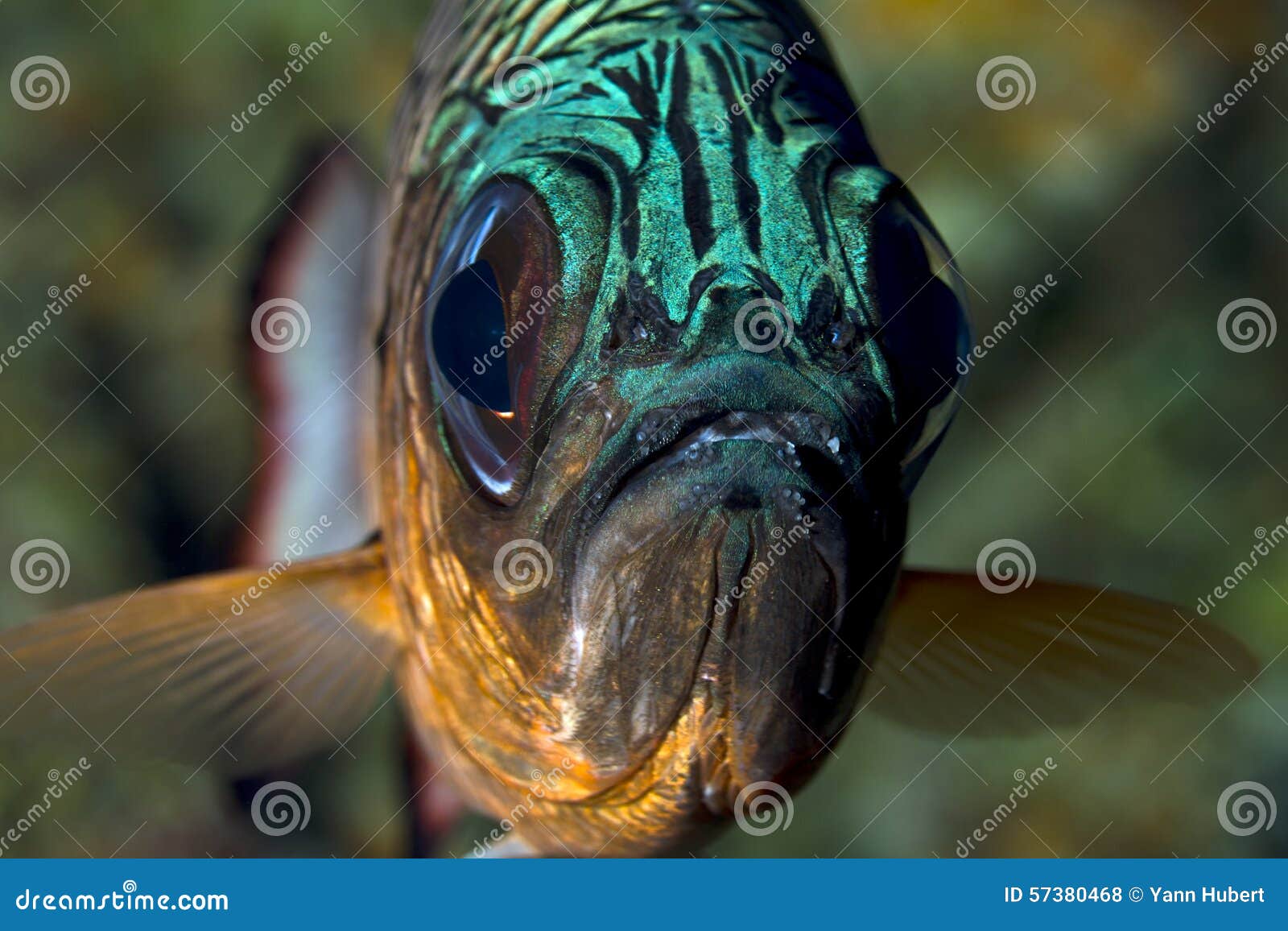 Face of fish stock photo. Image of animals, french, view - 57380468