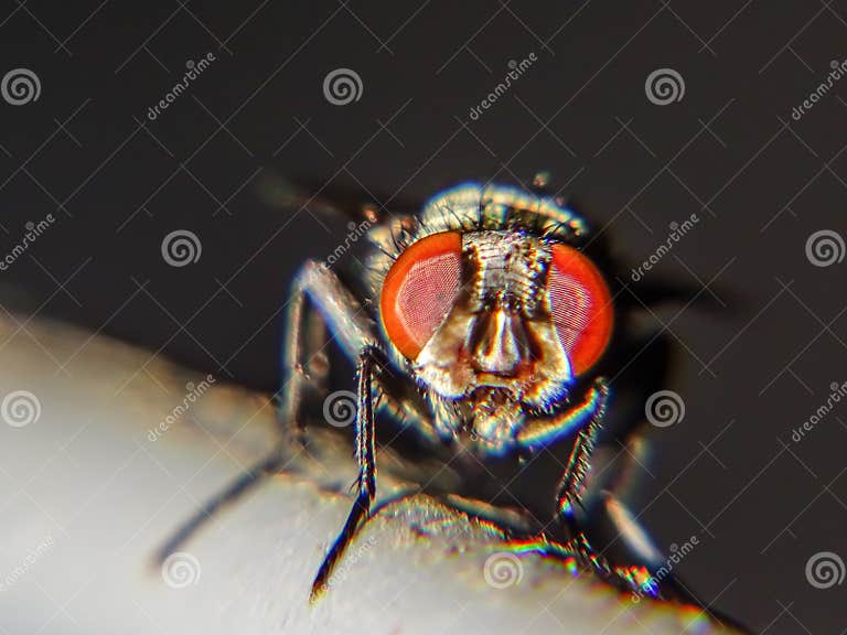 Face of Flies with Red Eyes Stock Photo - Image of invertebrate, spider ...