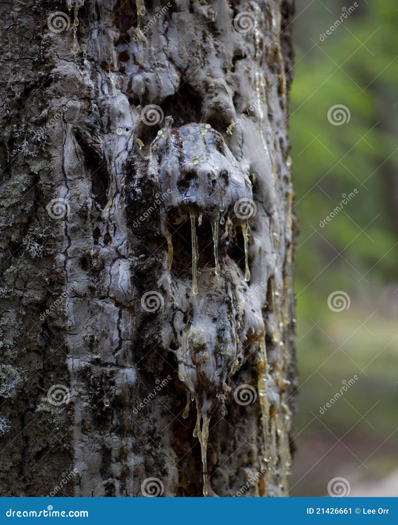 Face of the Forest stock image. Image of demonic, spooky - 21426661
