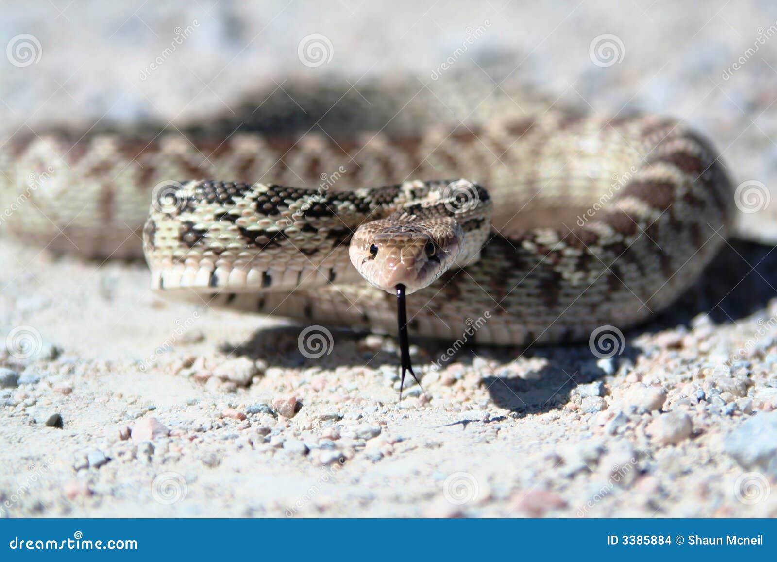 Face forward stock photo. Image of utah, reptile, targeting - 3385884
