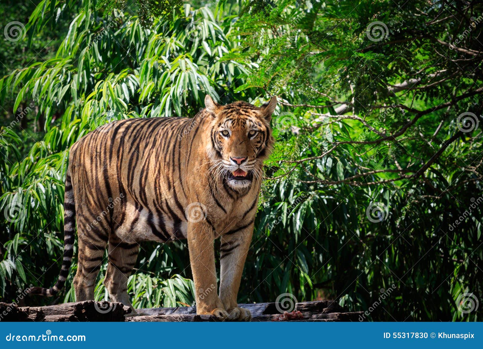 Face and Full Body of Bengal Tiger Approach in Wild Stock Photo - Image ...