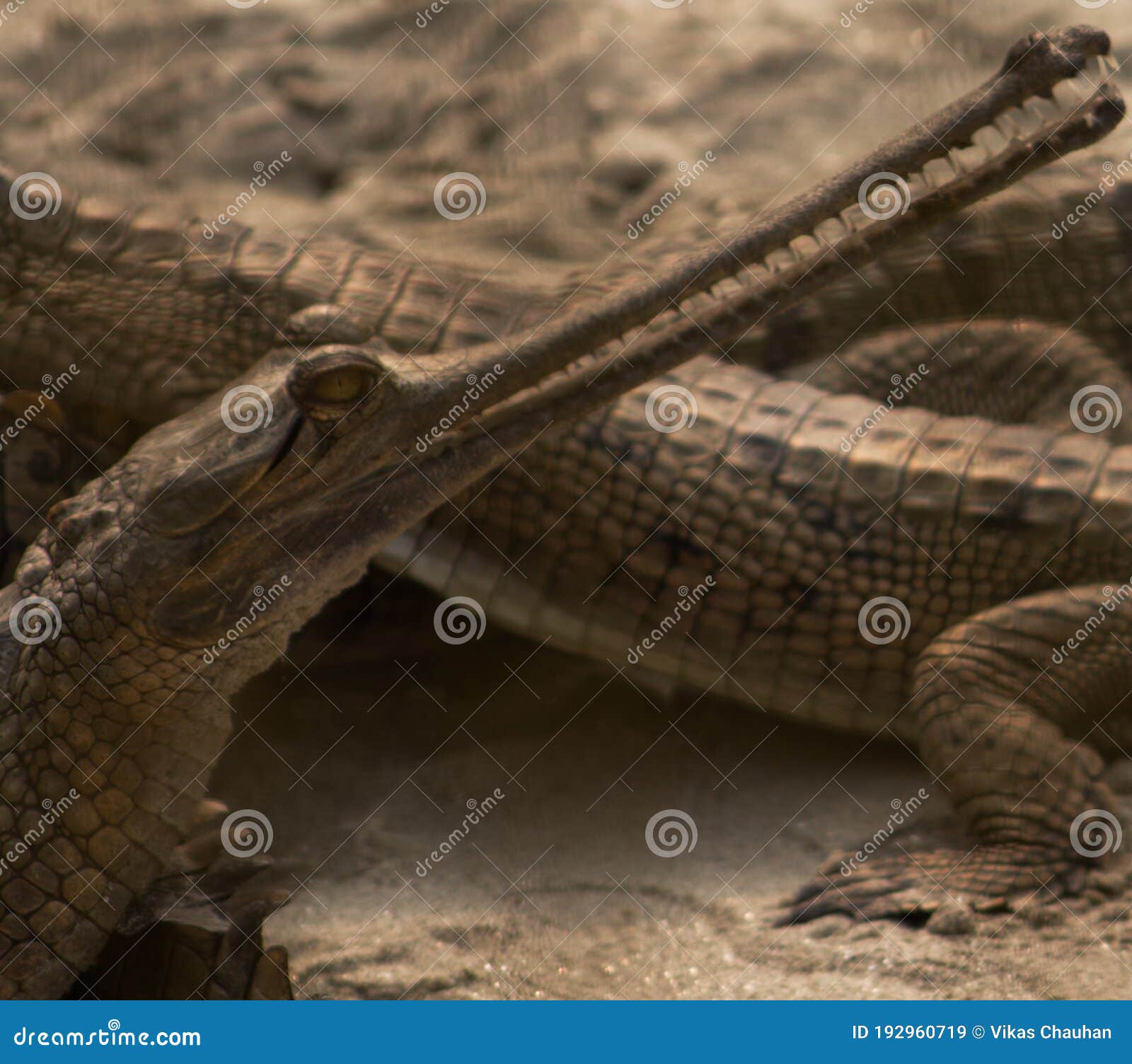 Face of a gharial stock image. Image of amphibian, snake - 192960719
